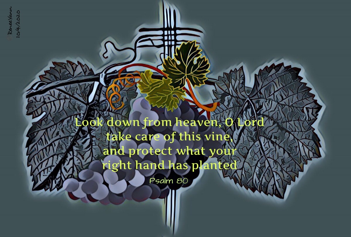 Psalm 80: You Are a Vineyard – Lavish Mercy